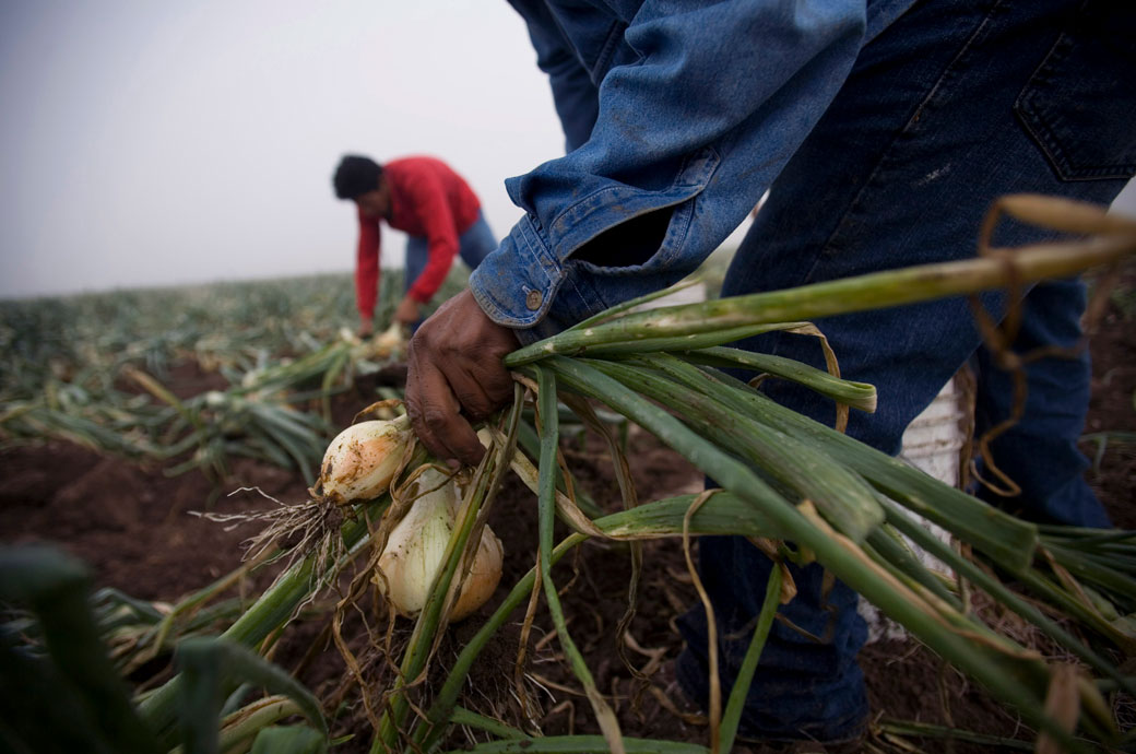 Rural Workers of Color Need a $15 Federal Minimum Wage - Center for ...