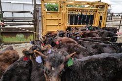 Emily Gee - Center for American Progress